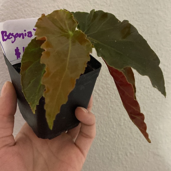 Other | Begonia Torch | Poshmark